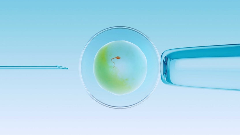 What Are the 5 Stages of IVF | Conceive Plus®